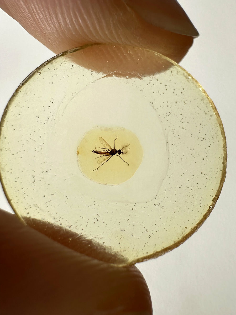 Fossils reveal that male mosquitoes once sucked blood too - GIGAZINE