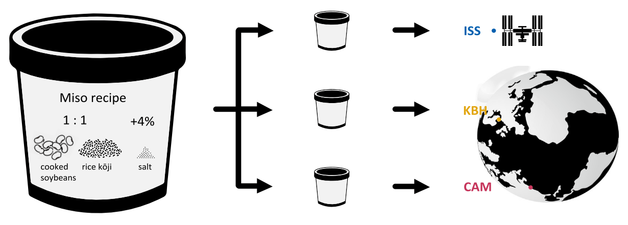 What is the difference between 'Space Miso', miso fermented on the ...
