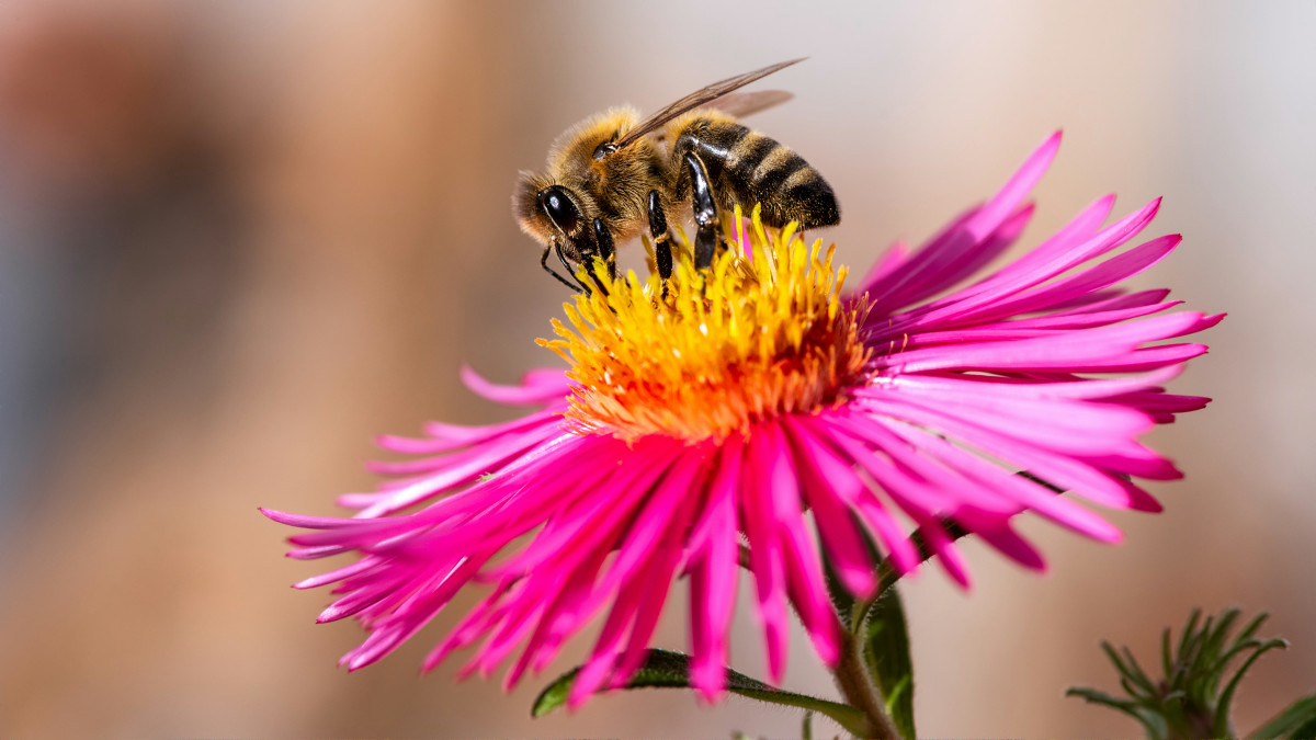 It has been found that a decline in pollinating insects is causing a ...