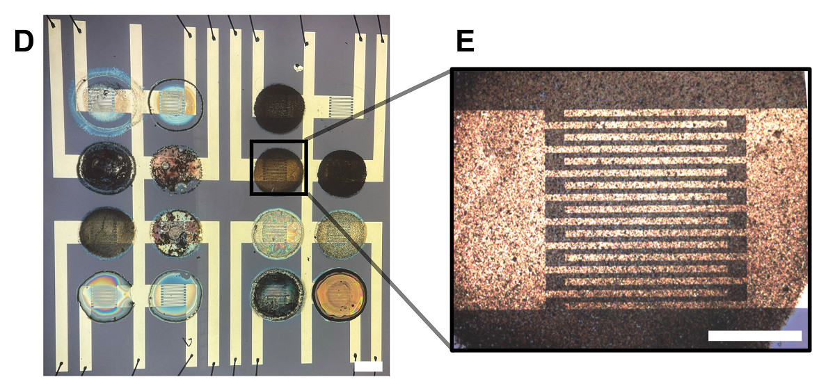 An 'electronic nose' has been developed that can detect the smell of ...