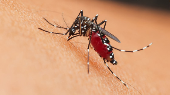 Why are some people more prone to mosquito bites than others? - GIGAZINE